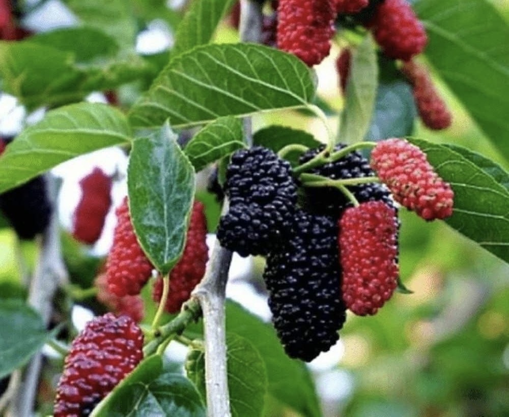 This plant is everywhere, but you had no idea it can treat tumors ...